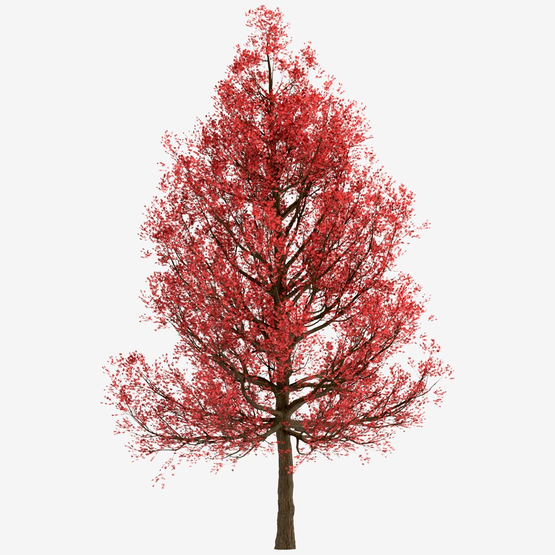 3D Set Of Red Oak Or Quercus Rubra Tree - 2 Trees - TurboSquid 2000217