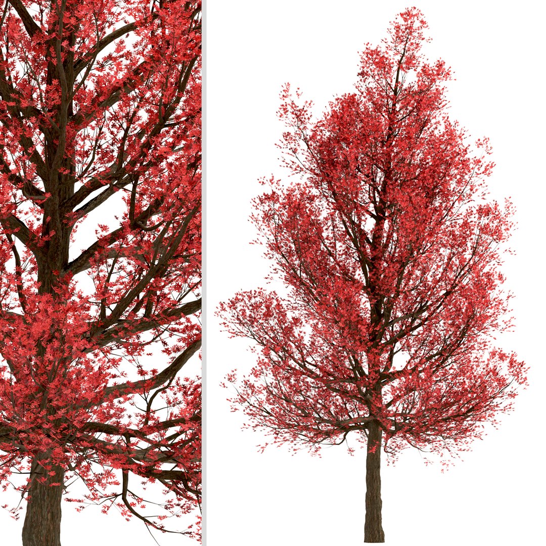 3D Set Of Red Oak Or Quercus Rubra Tree - 2 Trees - TurboSquid 2000217