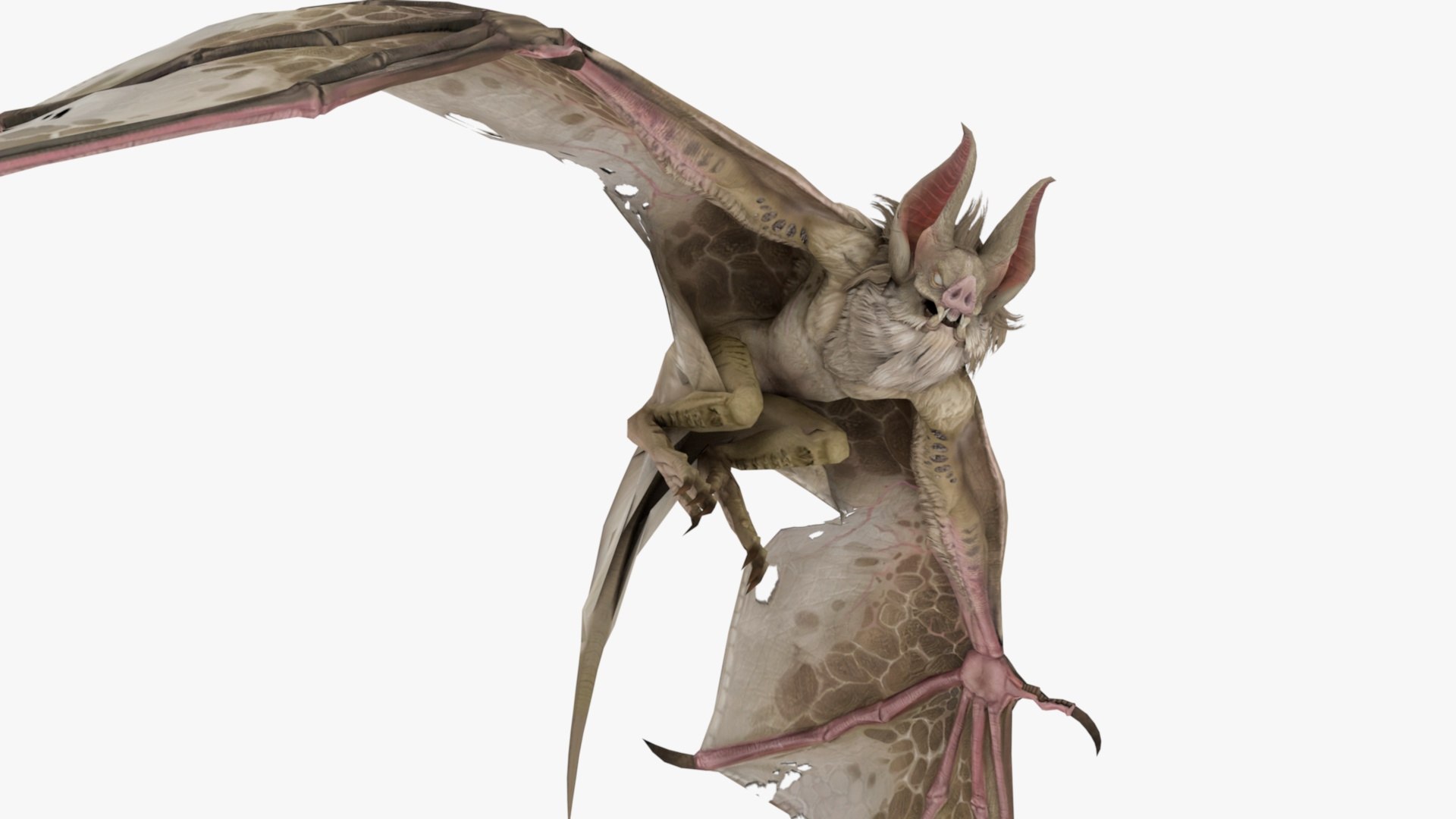 3D 3in1 Bat Rigged And Animated - TurboSquid 2343886