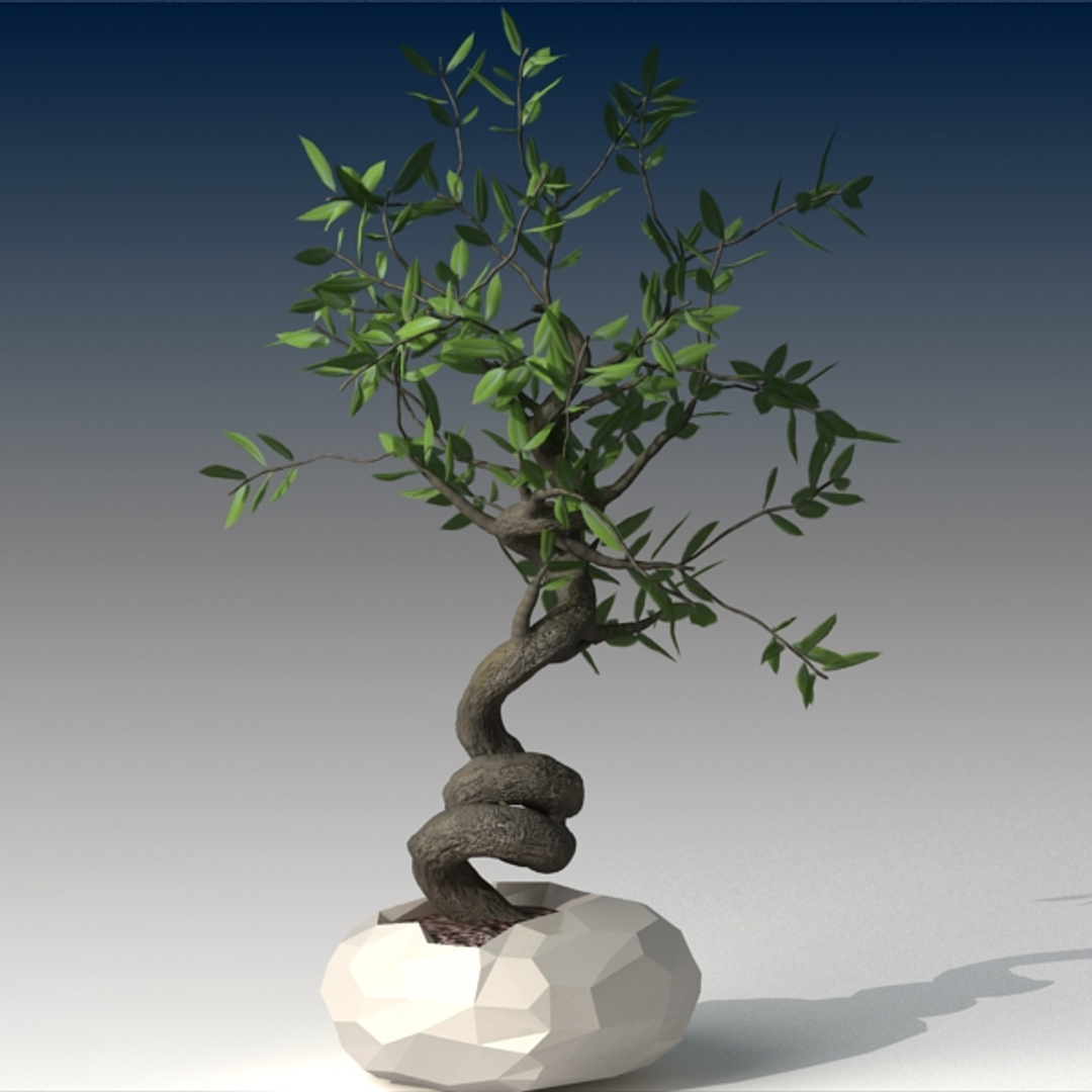 3d Realistic Bonzai Olive Tree Model