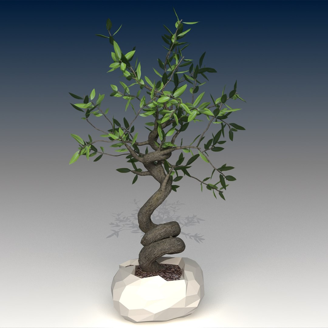 3d Realistic Bonzai Olive Tree Model