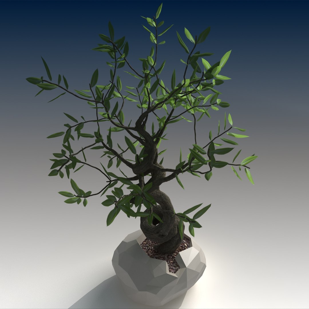 3d Realistic Bonzai Olive Tree Model