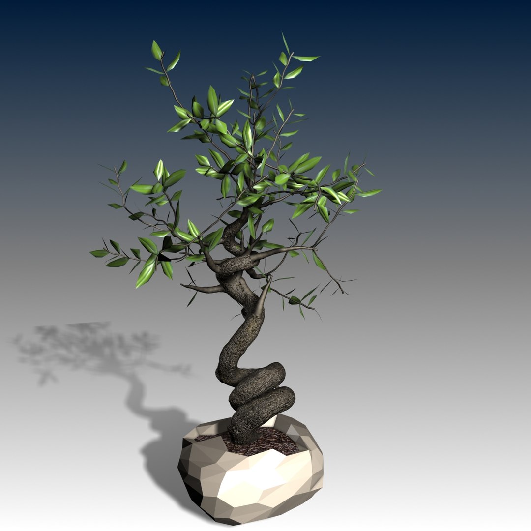 3d Realistic Bonzai Olive Tree Model