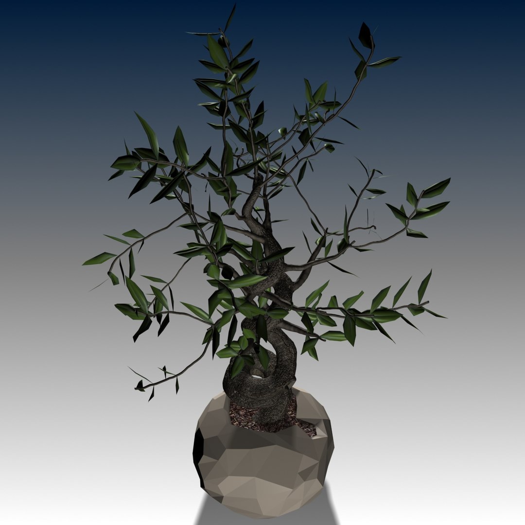 3d Realistic Bonzai Olive Tree Model