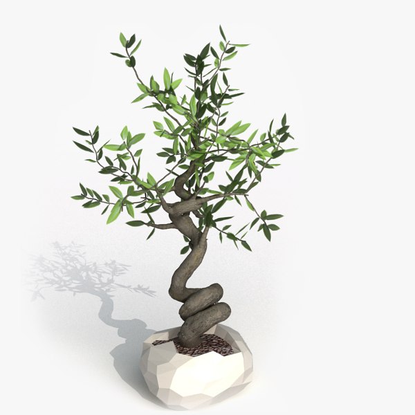 Bonzai Olive 3D-Modell - TurboSquid 725472