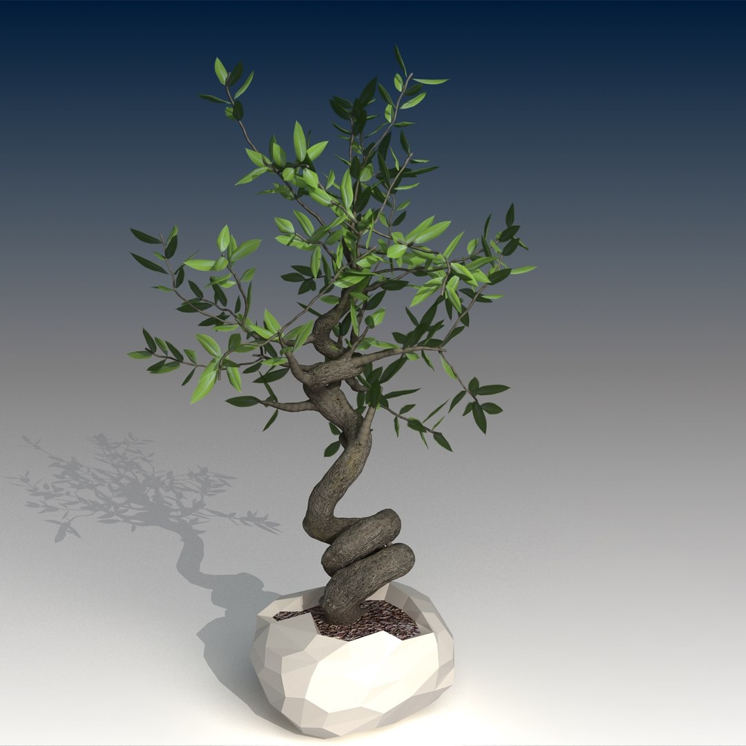 3d Realistic Bonzai Olive Tree Model