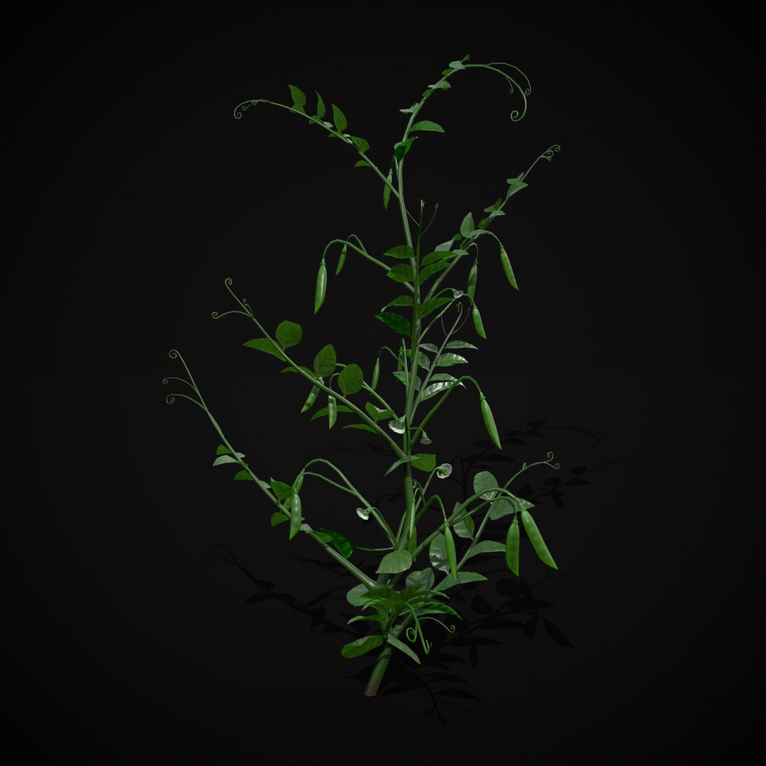 3D Peas Plant - TurboSquid 2199067