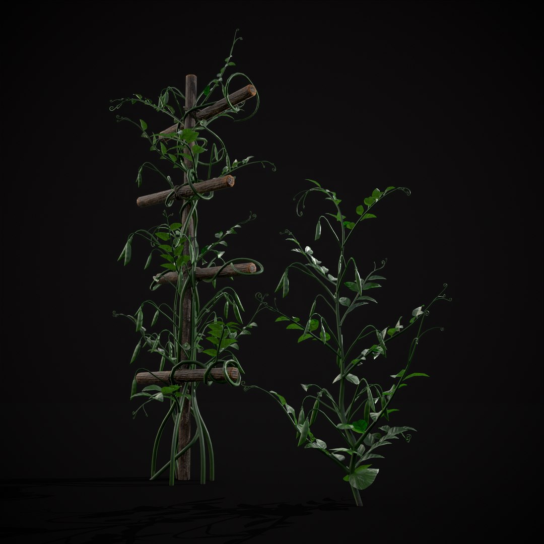 3D Peas Plant - TurboSquid 2199067