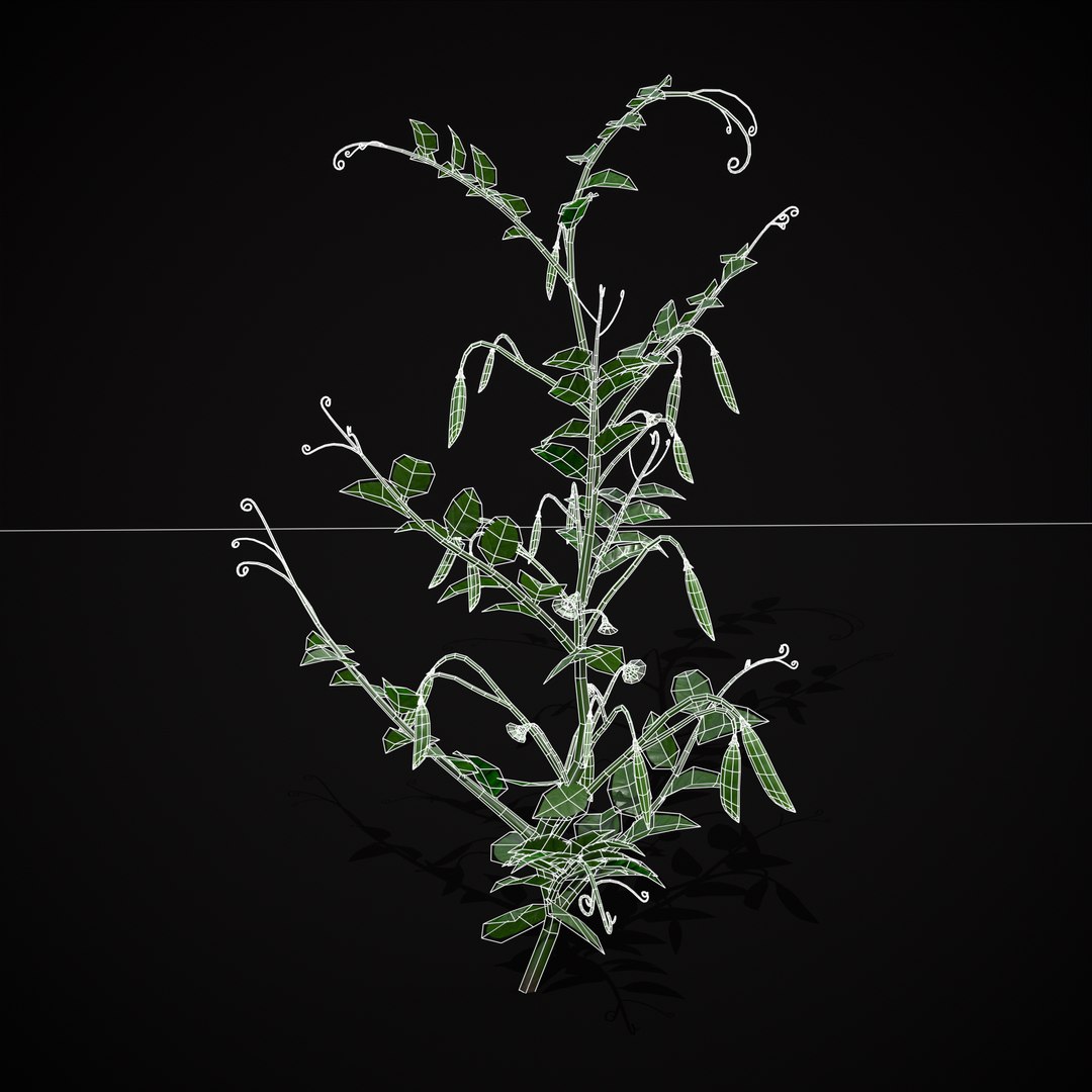 3D Peas Plant - TurboSquid 2199067