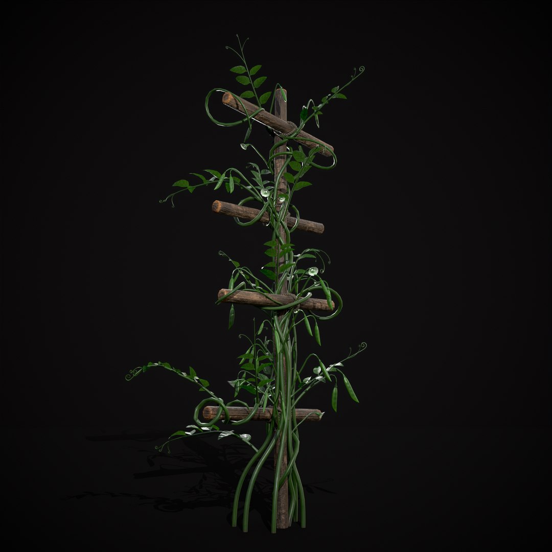 3D Peas Plant - TurboSquid 2199067