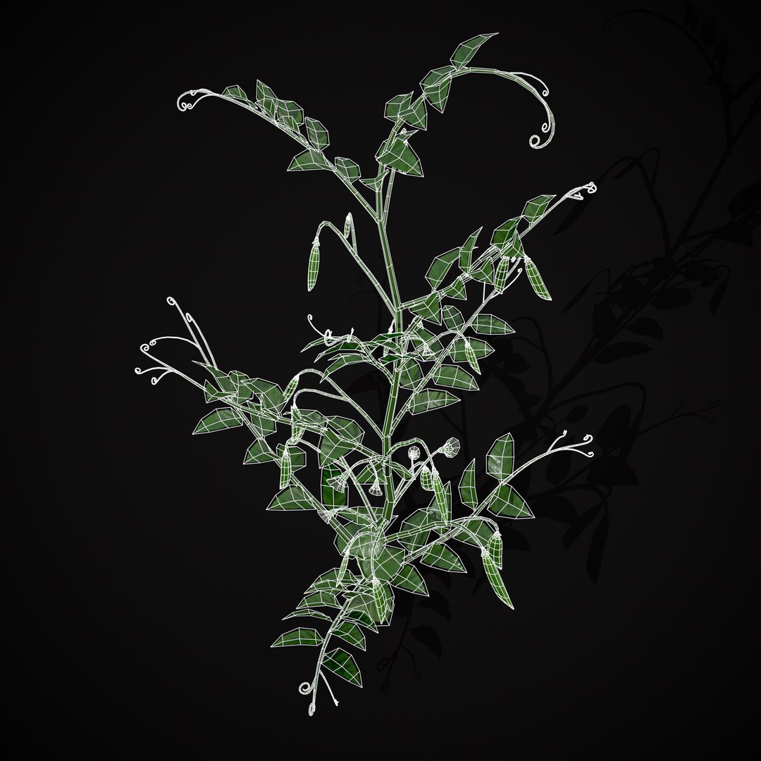 3D Peas Plant - TurboSquid 2199067