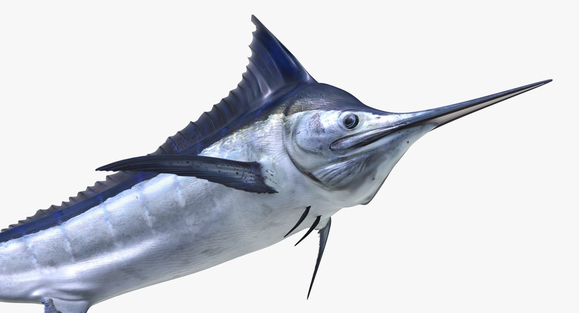 3d Blue Marlin Pose 3