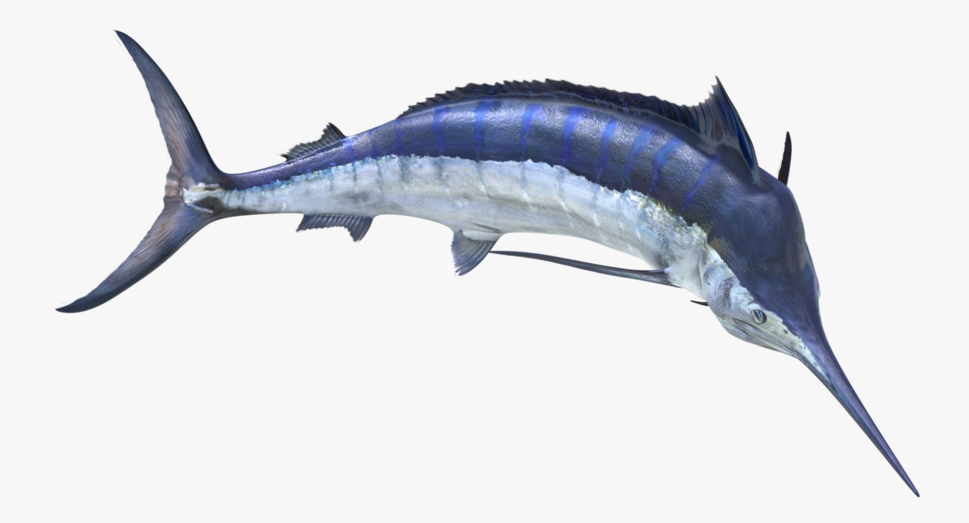 3d Blue Marlin Pose 3