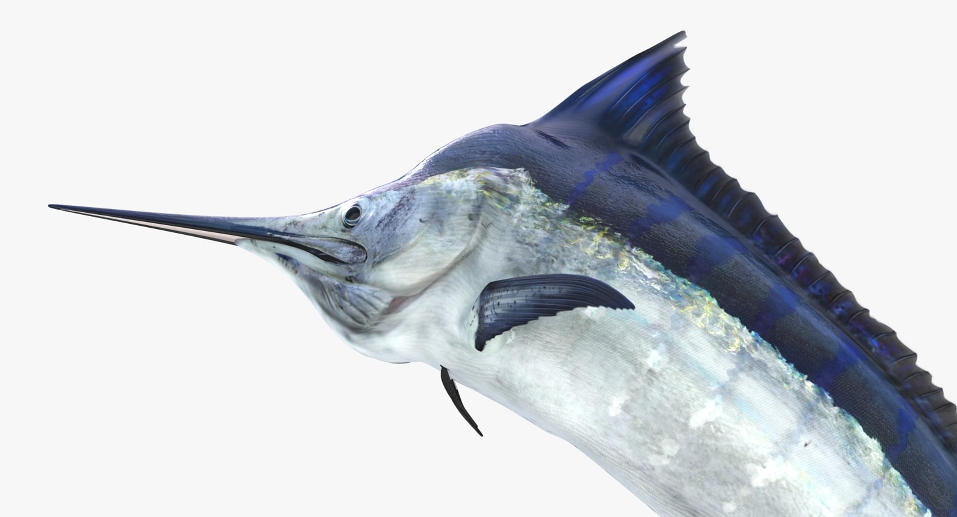 3d Blue Marlin Pose 3