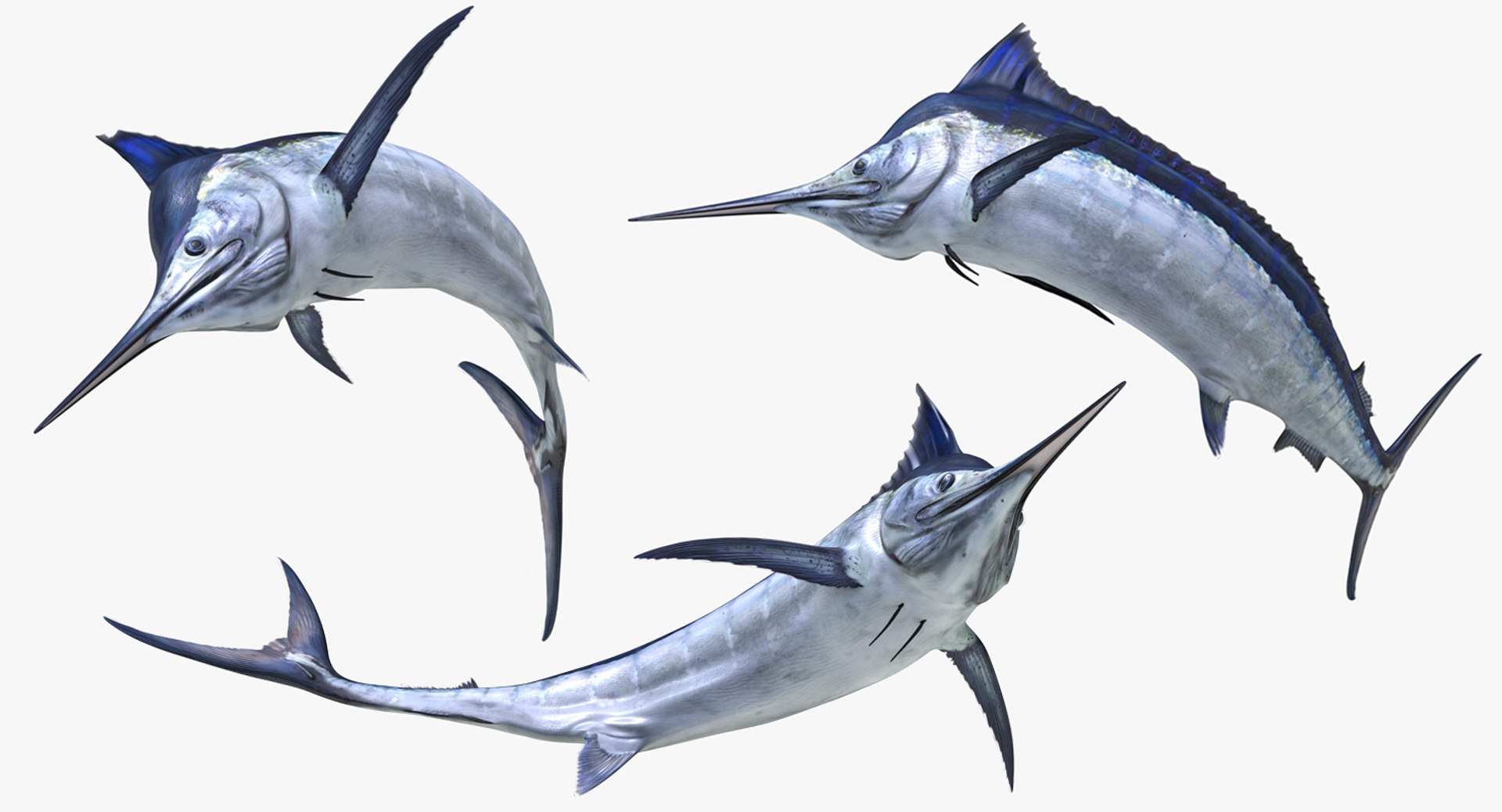 3d Blue Marlin Pose 3