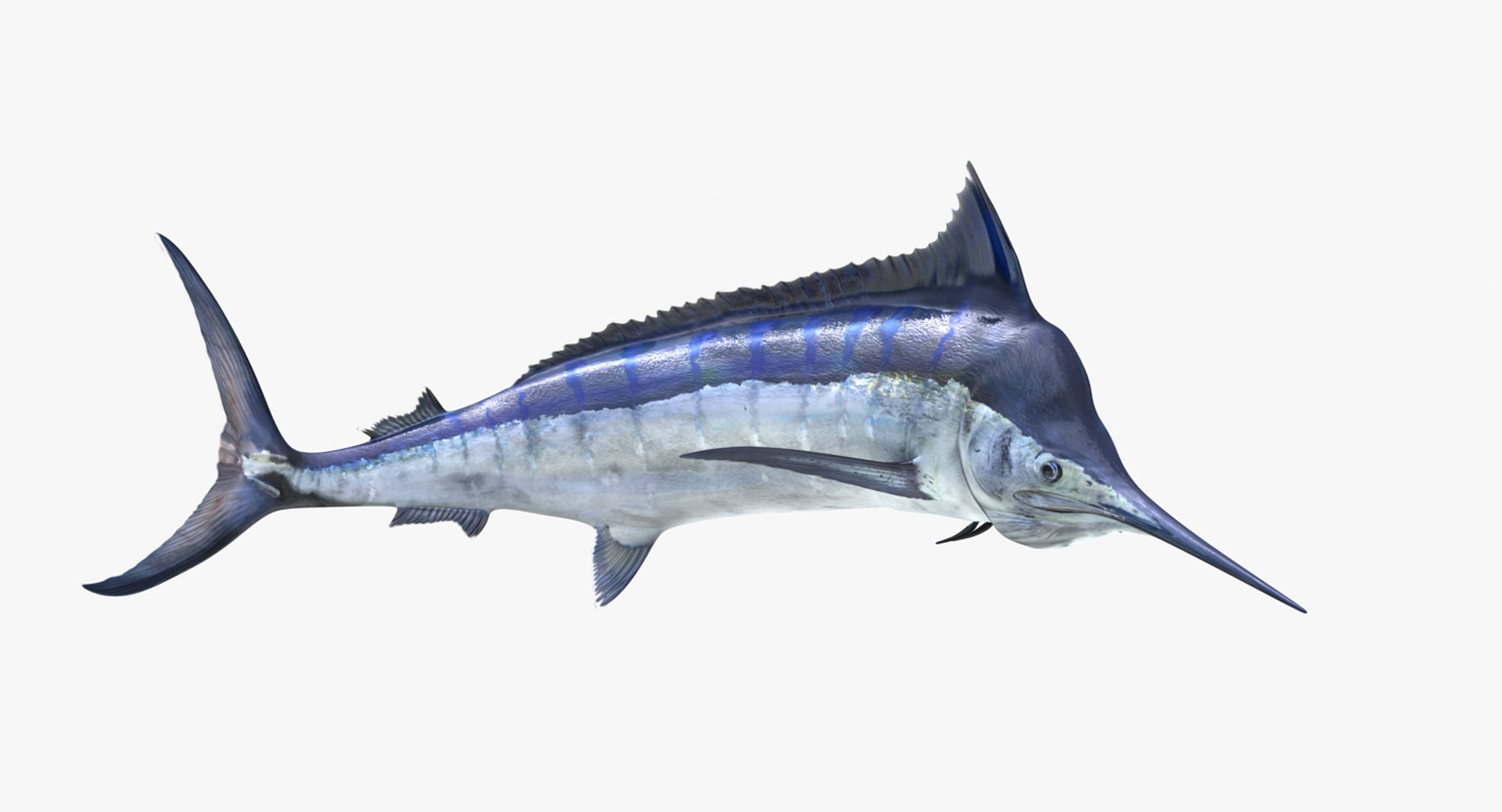 3d Blue Marlin Pose 3
