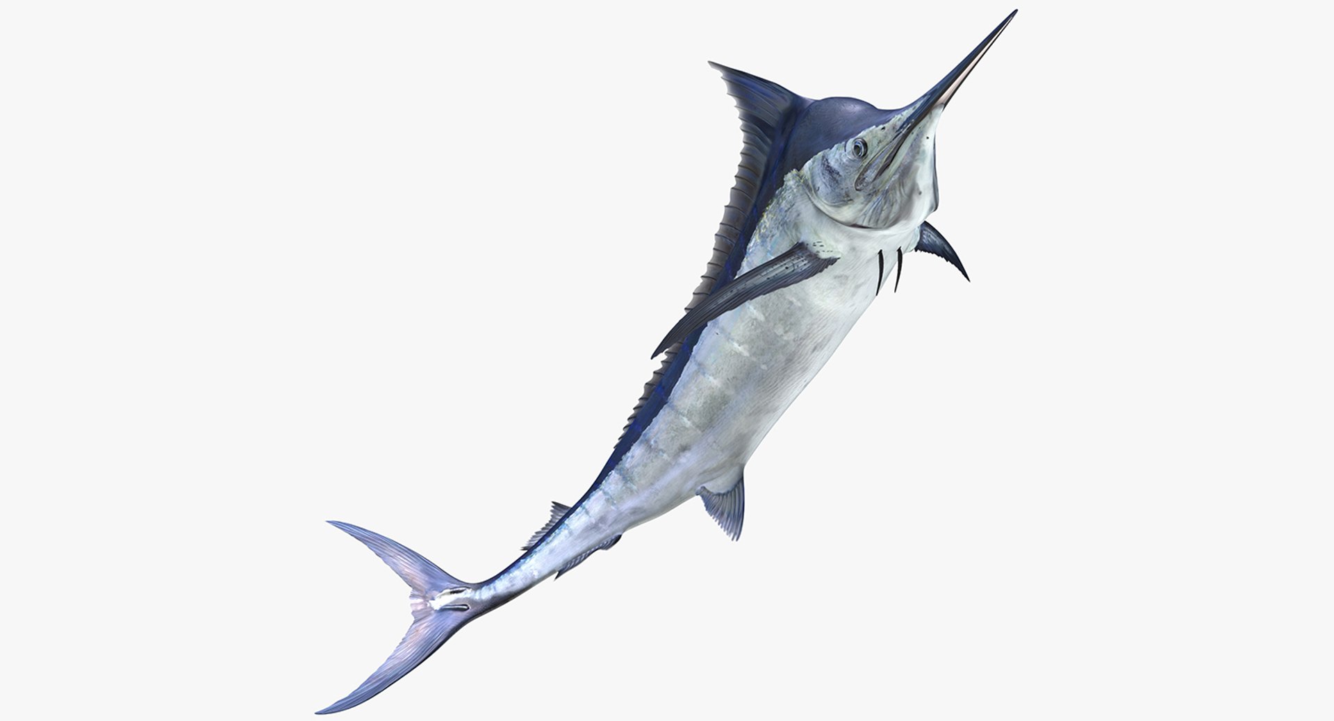 3d Blue Marlin Pose 3