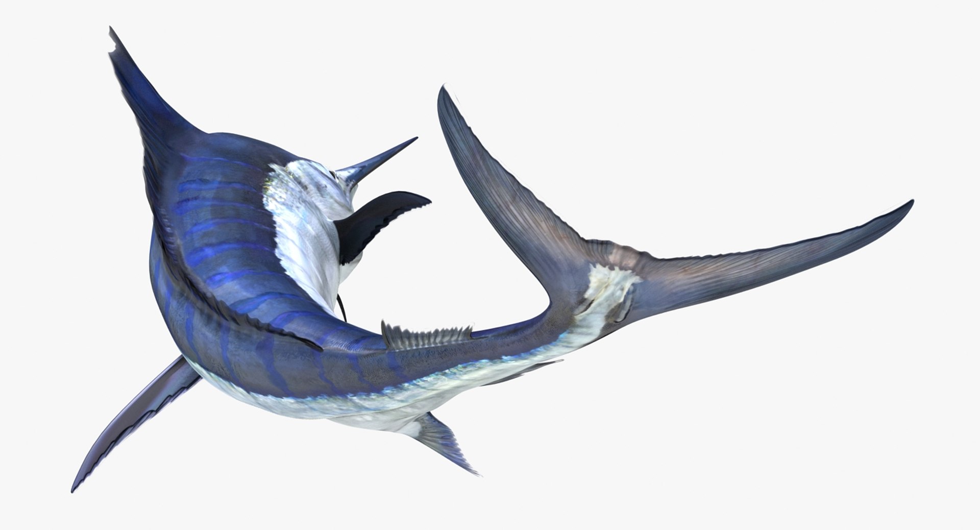 3d Blue Marlin Pose 3