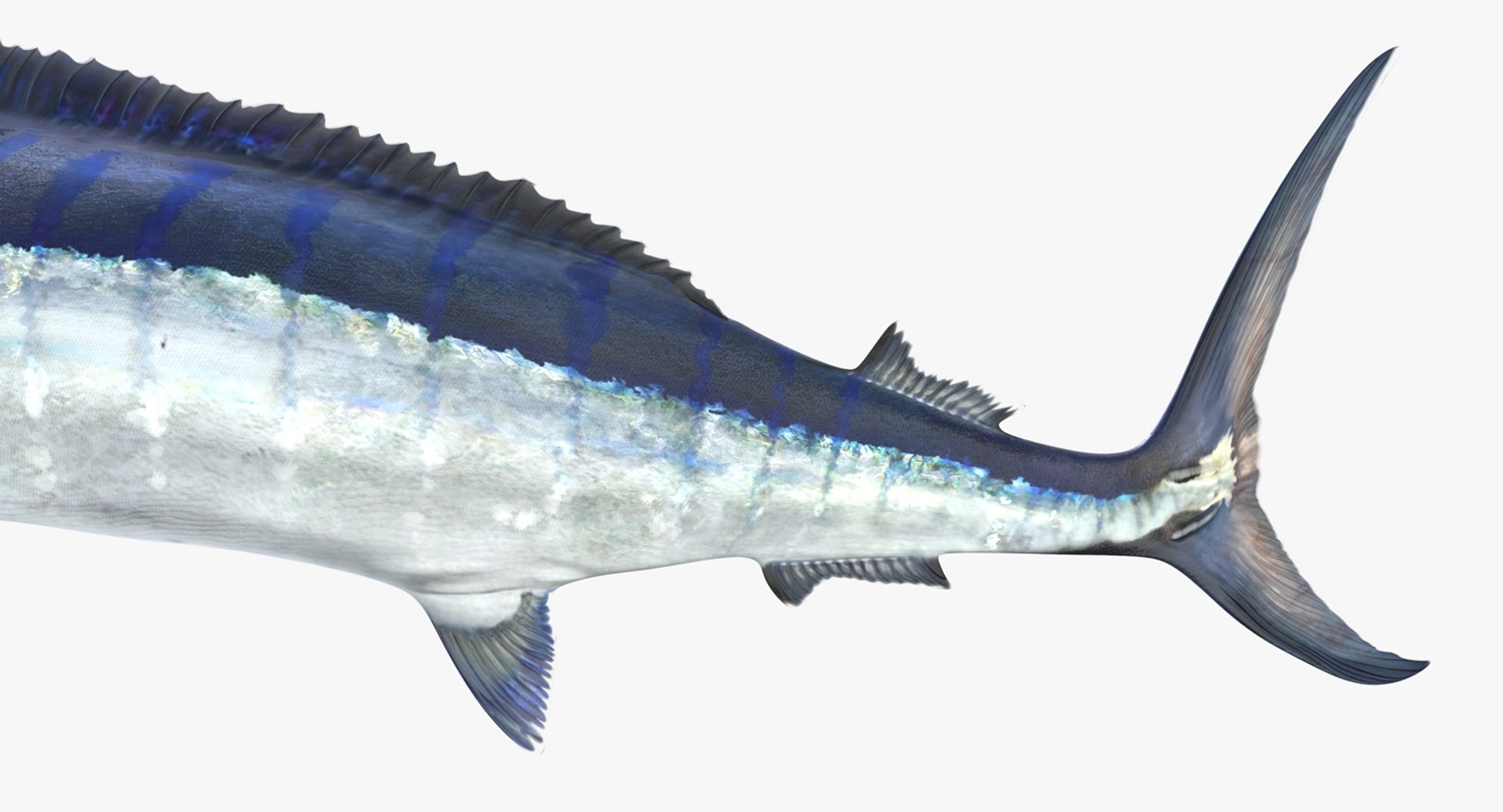 3d Blue Marlin Pose 3