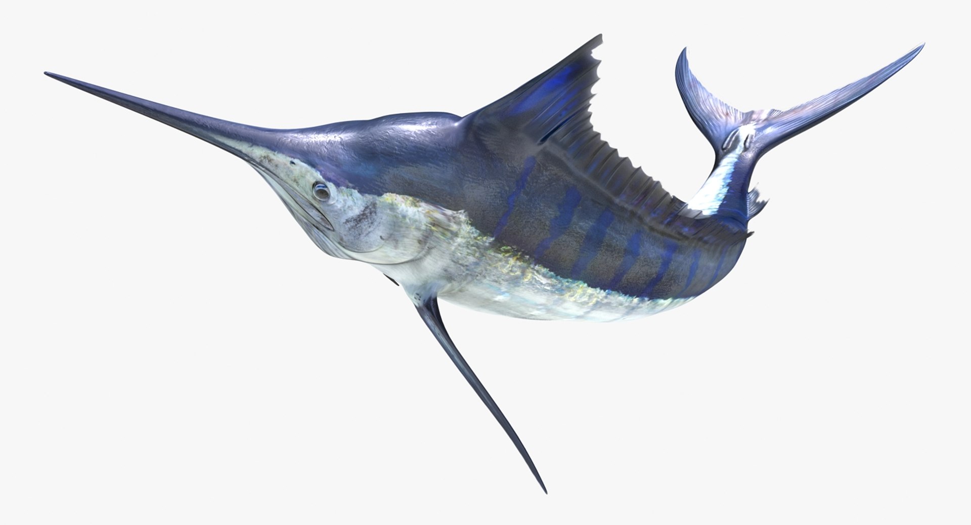 3d Blue Marlin Pose 3