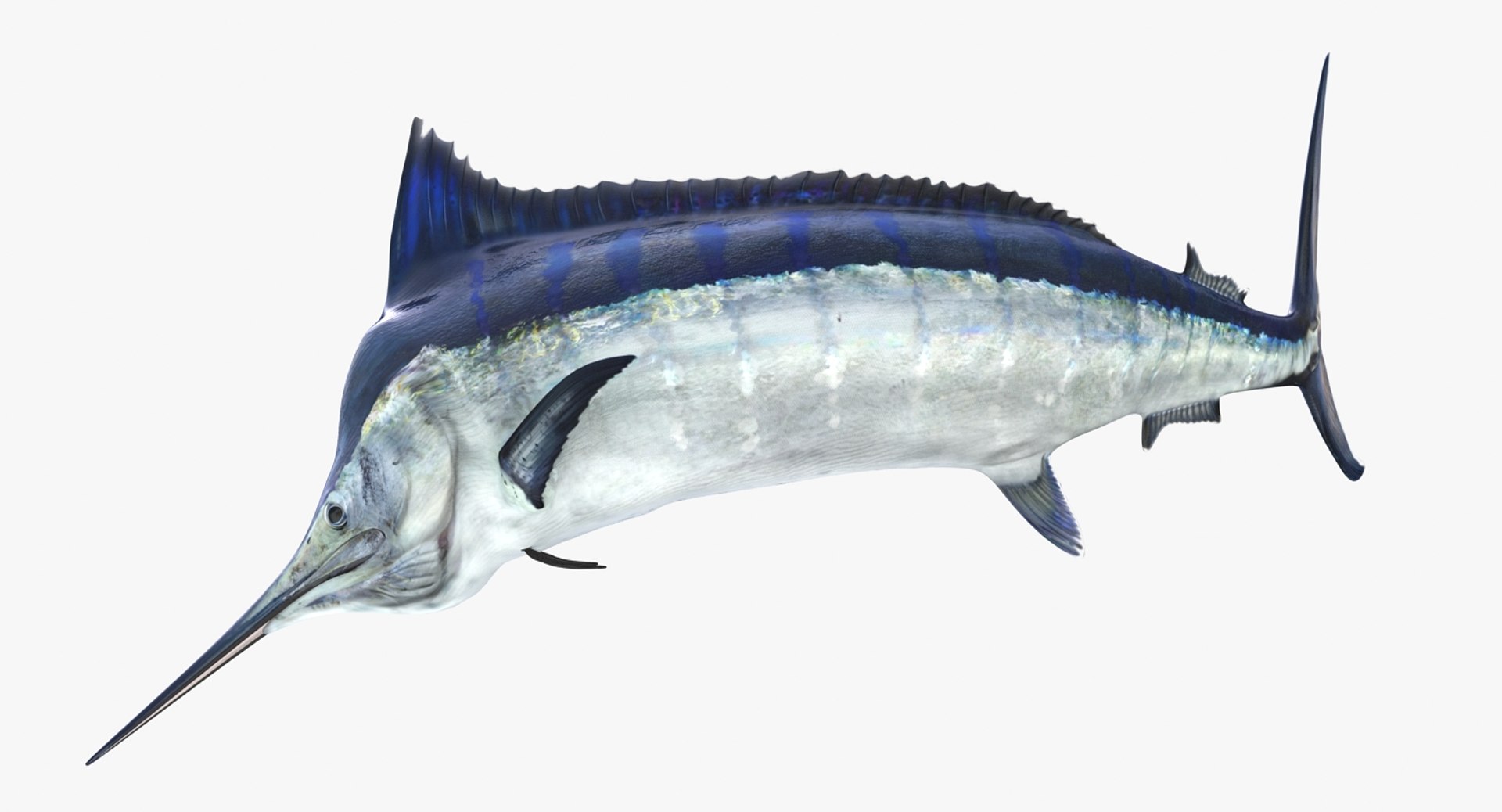 3d Blue Marlin Pose 3