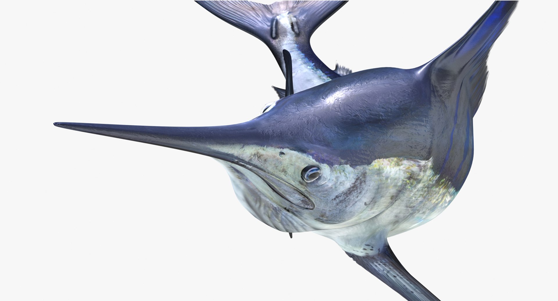 3d Blue Marlin Pose 3