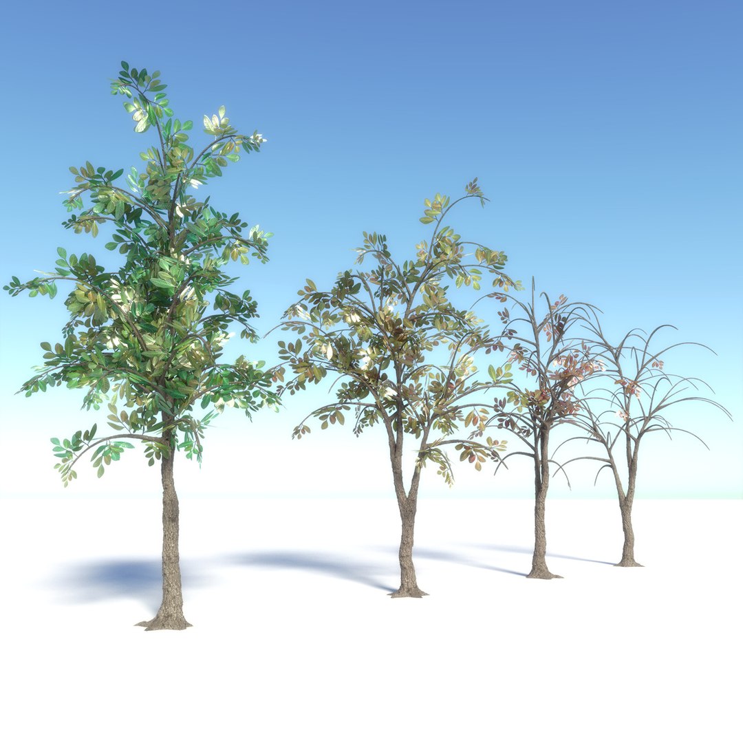 3d Model Tree Seasons Summer
