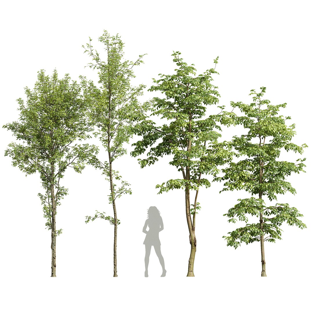 6 Different SETS Of Tree VOL 19 3D Model - TurboSquid 2155411