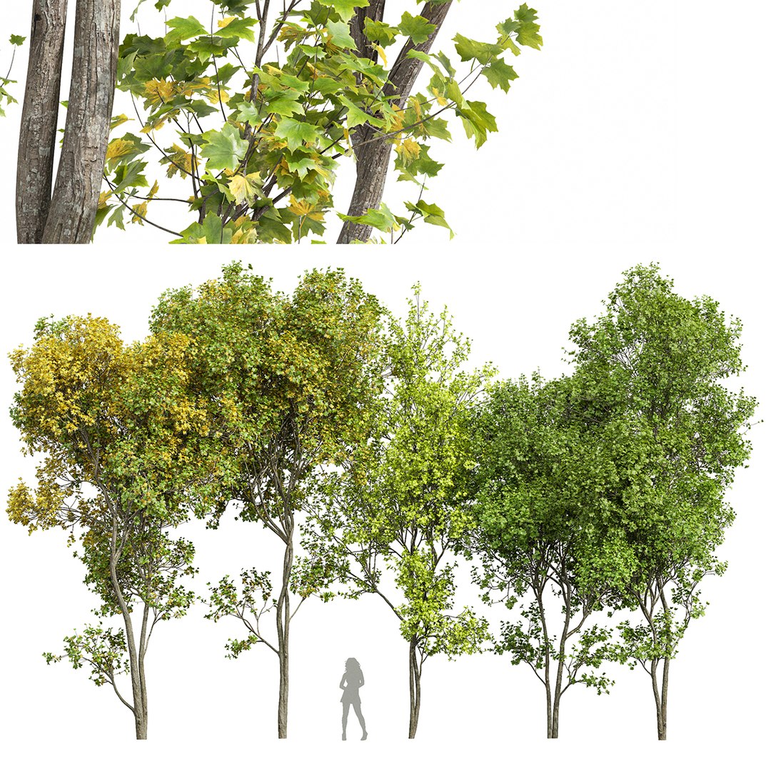 6 Different SETS Of Tree VOL 19 3D Model - TurboSquid 2155411