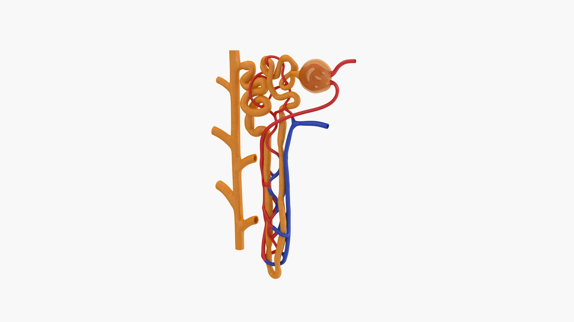 Kidney Nephron Toon Color Structure 3D - TurboSquid 1737534