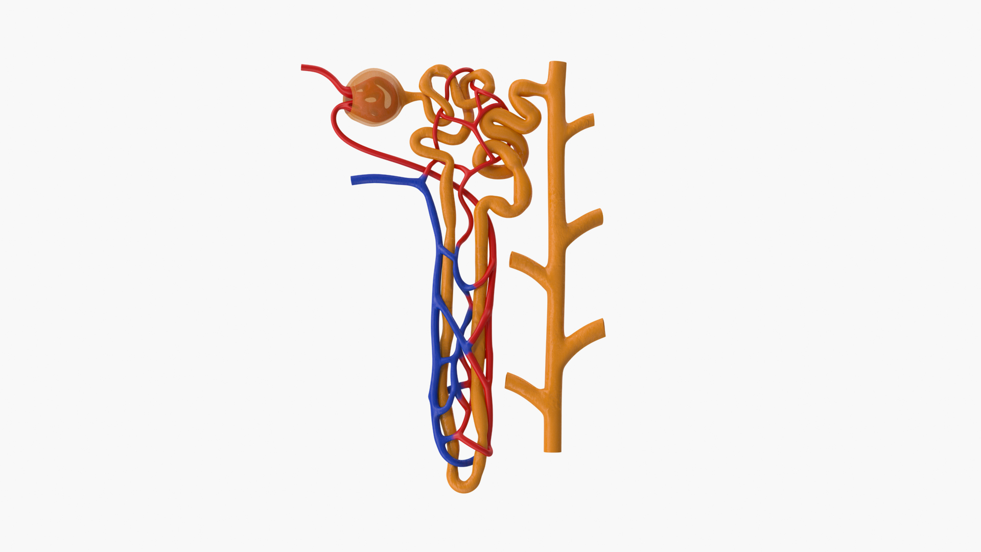 Kidney Nephron Toon Color structure 3D - TurboSquid 1737534
