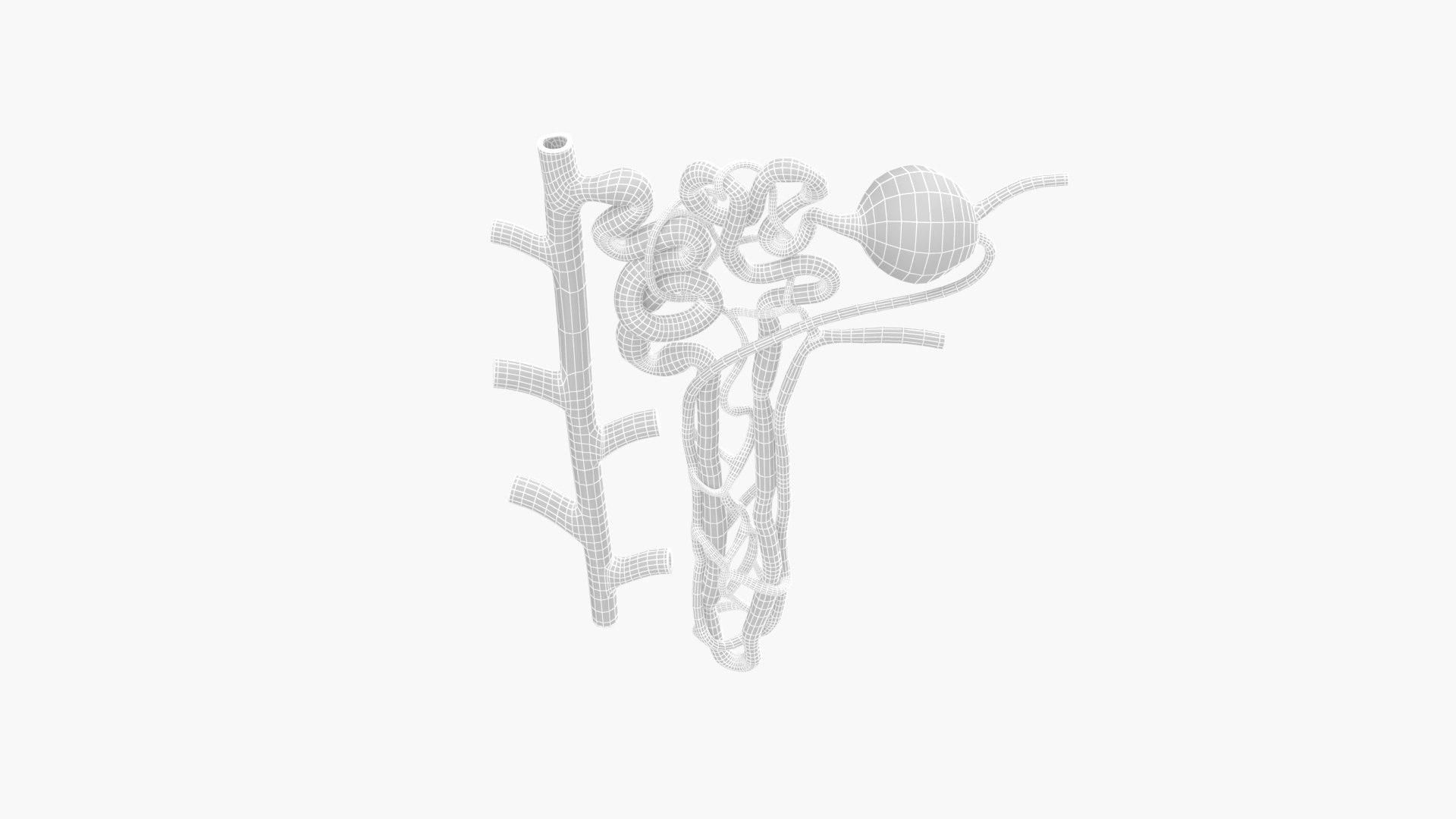 Kidney Nephron Toon Color Structure 3D - TurboSquid 1737534