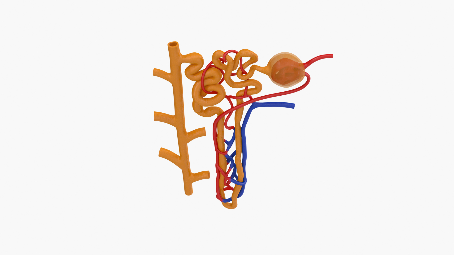 신장 네프론 툰 색상 구조 3D 모델 - TurboSquid 1737534