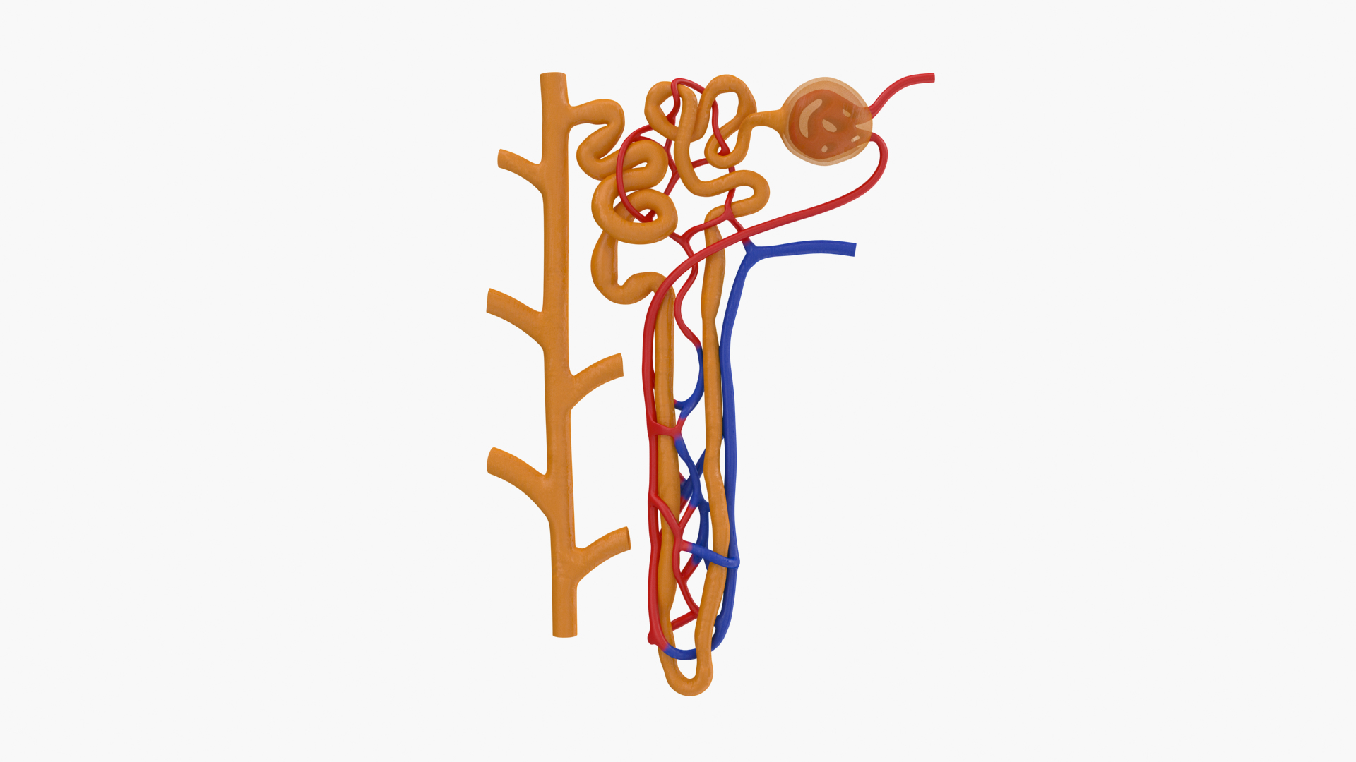 Kidney Nephron Toon Color structure 3D - TurboSquid 1737534
