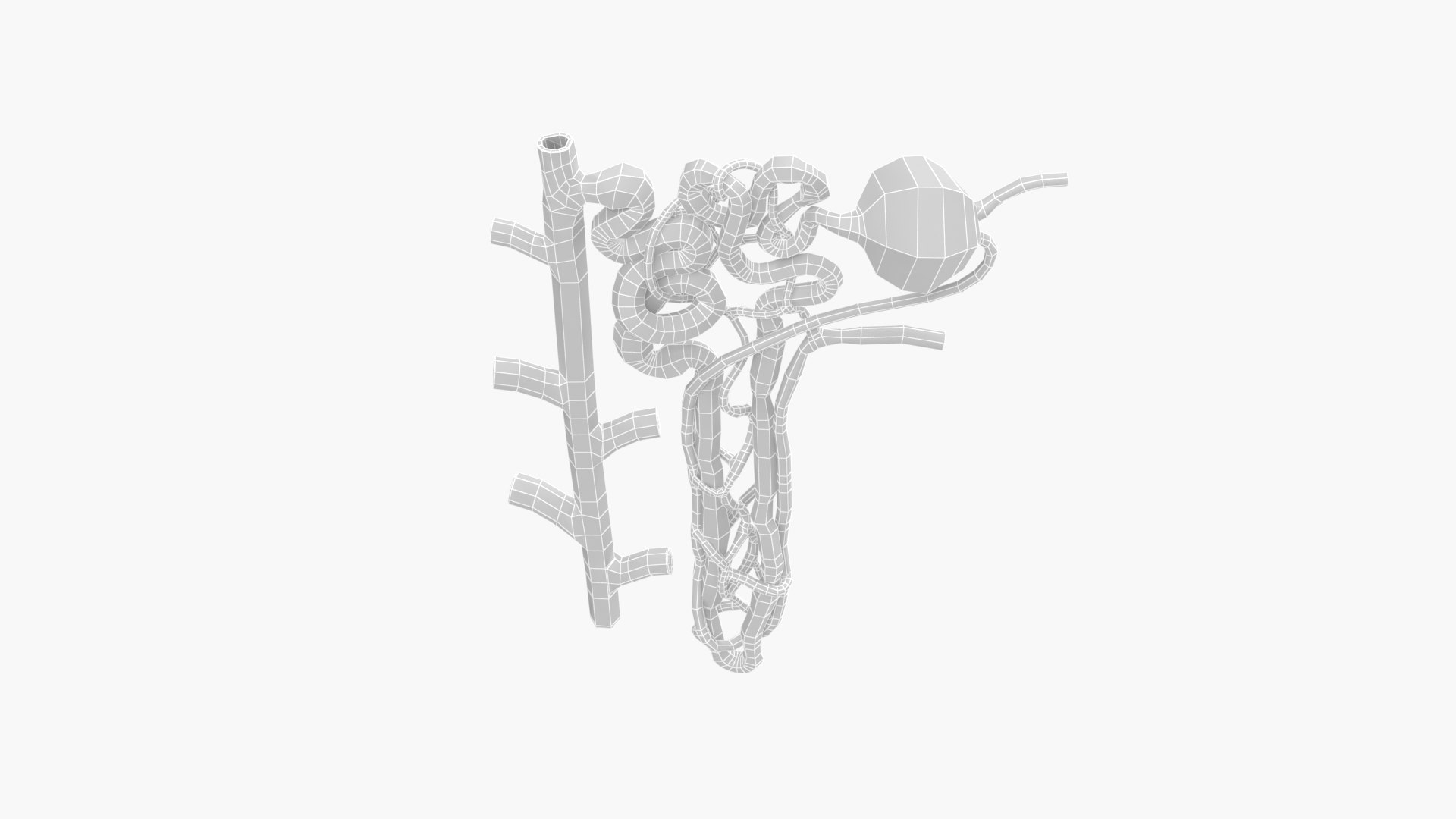 Kidney Nephron Toon Color Structure 3D - TurboSquid 1737534