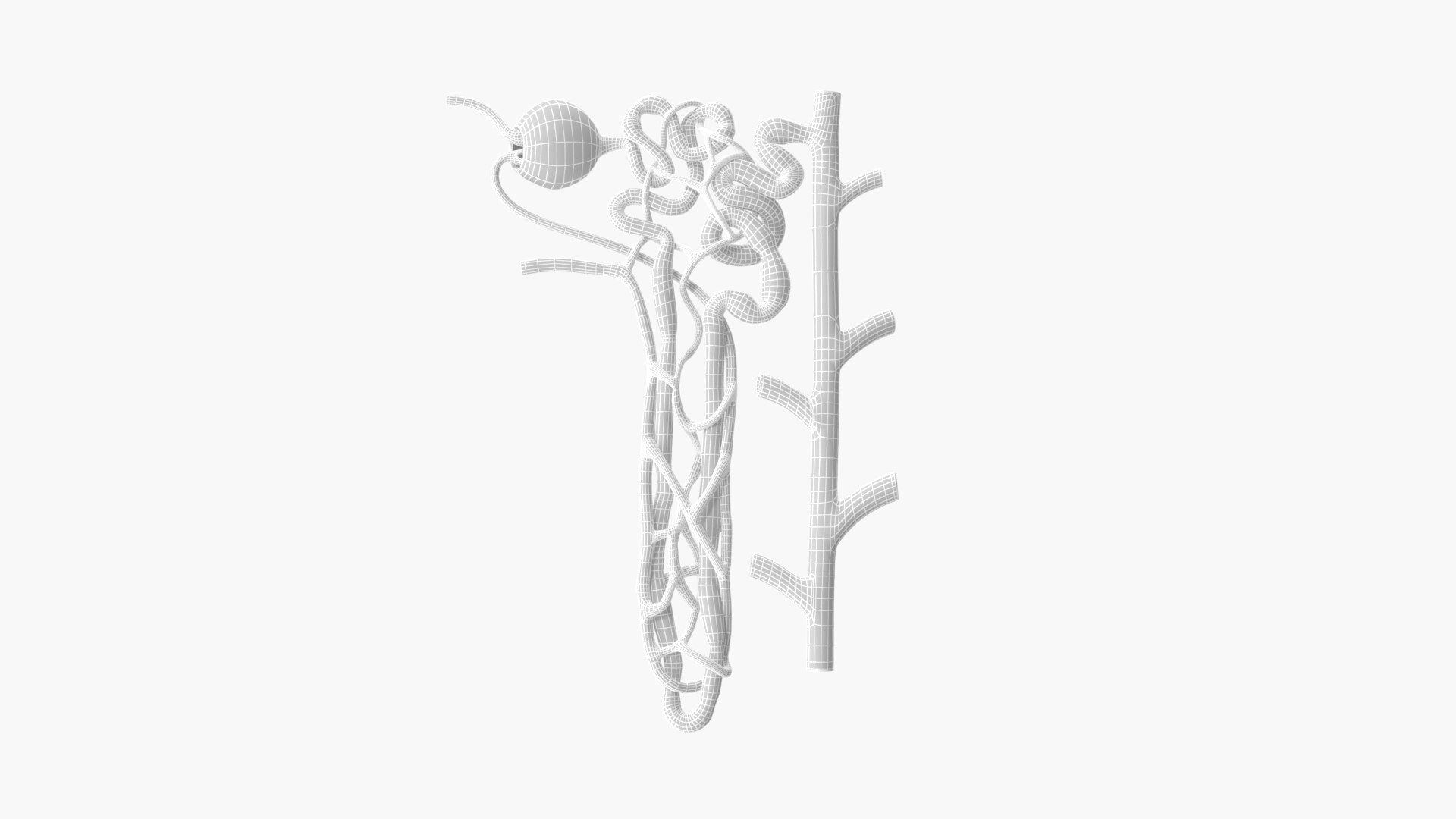 Kidney Nephron Toon Color Structure 3D - TurboSquid 1737534