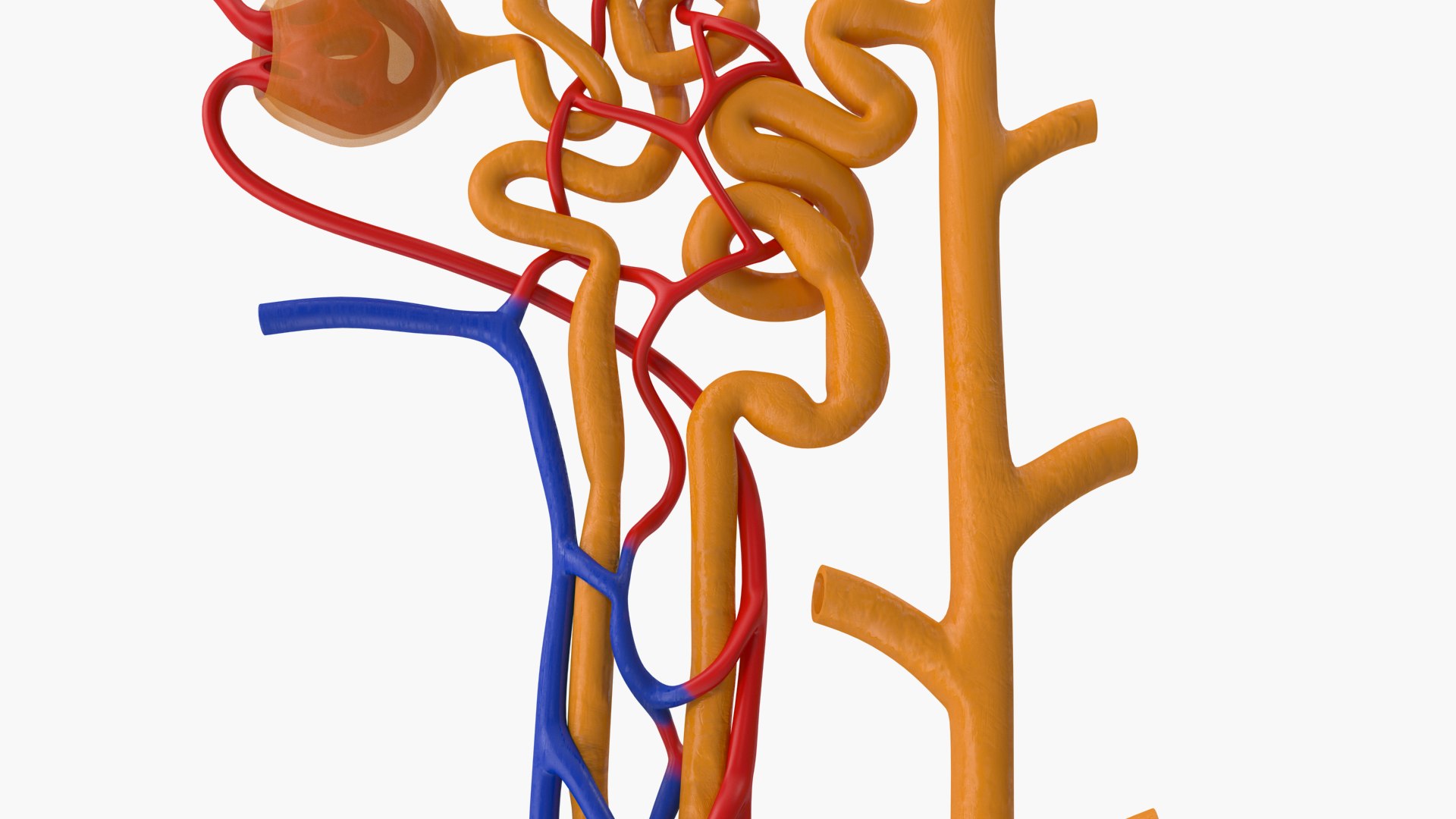 Kidney Nephron Toon Color Structure 3D - TurboSquid 1737534
