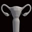 Uterus Cross Section Ovaries 3d Model
