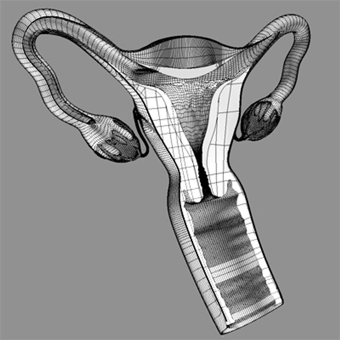 Uterus Cross Section Ovaries 3d Model
