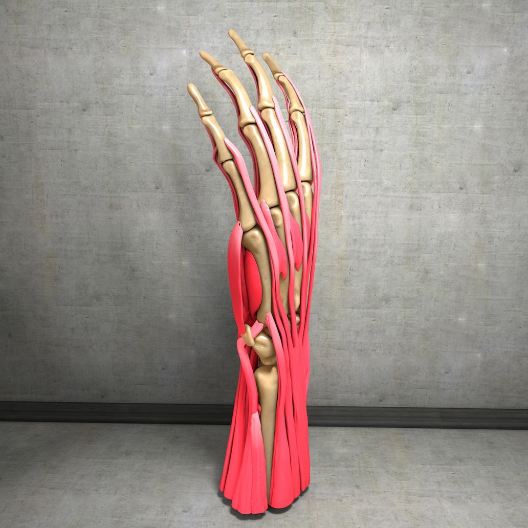 human hand muscles c4d