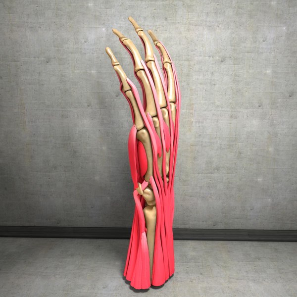 human hand muscles c4d