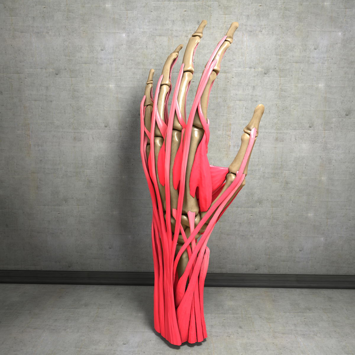 human hand muscles c4d