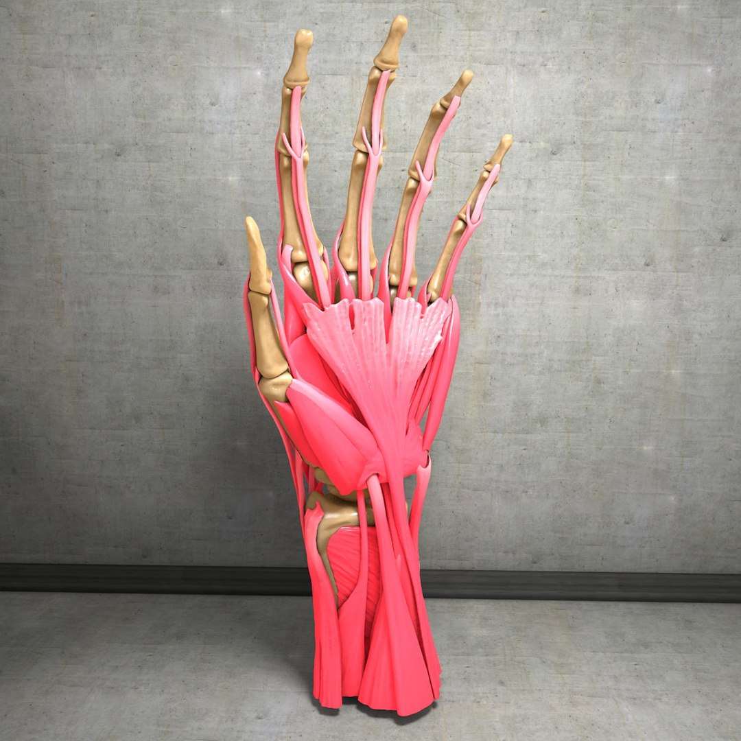 human hand muscles c4d