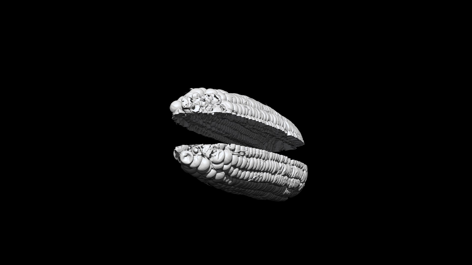 Corn 3D CT Scan Model Cut1 Decimate 30 Percent 3D Model - TurboSquid ...