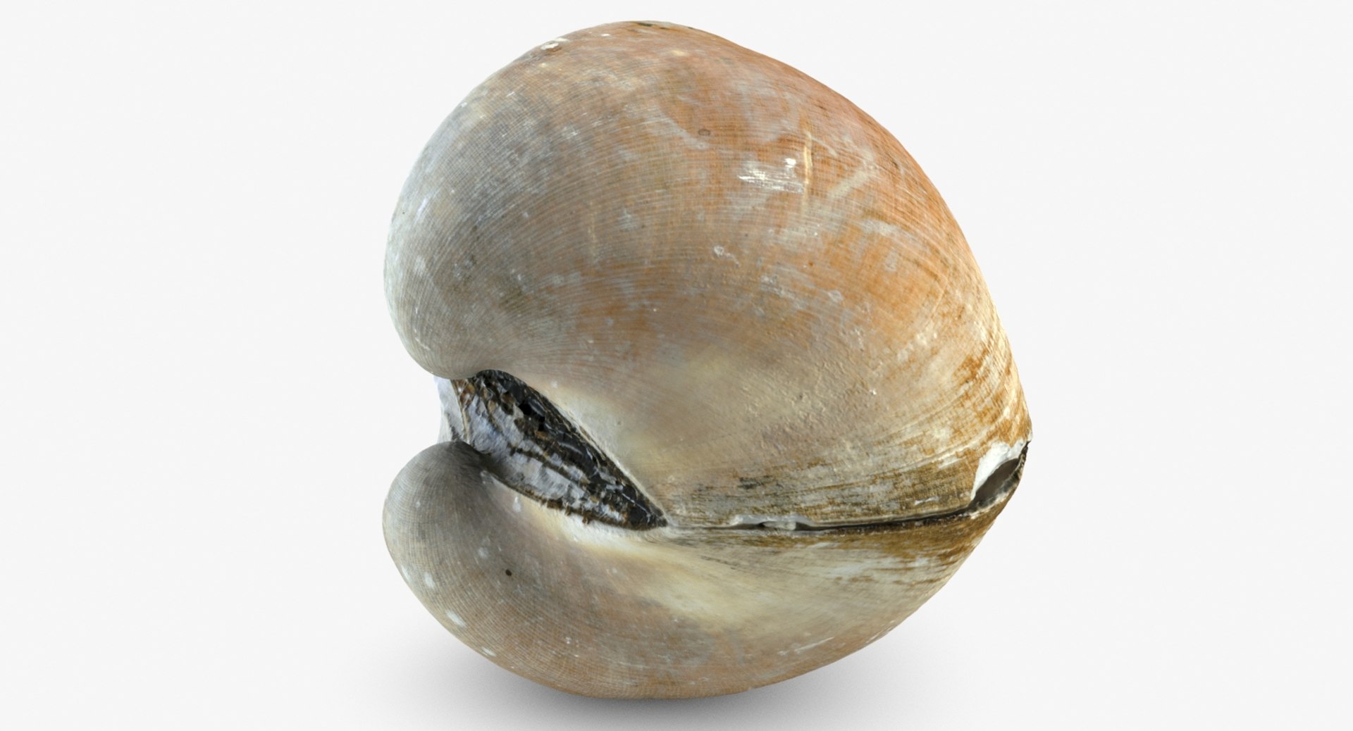 3D Model Sea Shell - TurboSquid 1290405