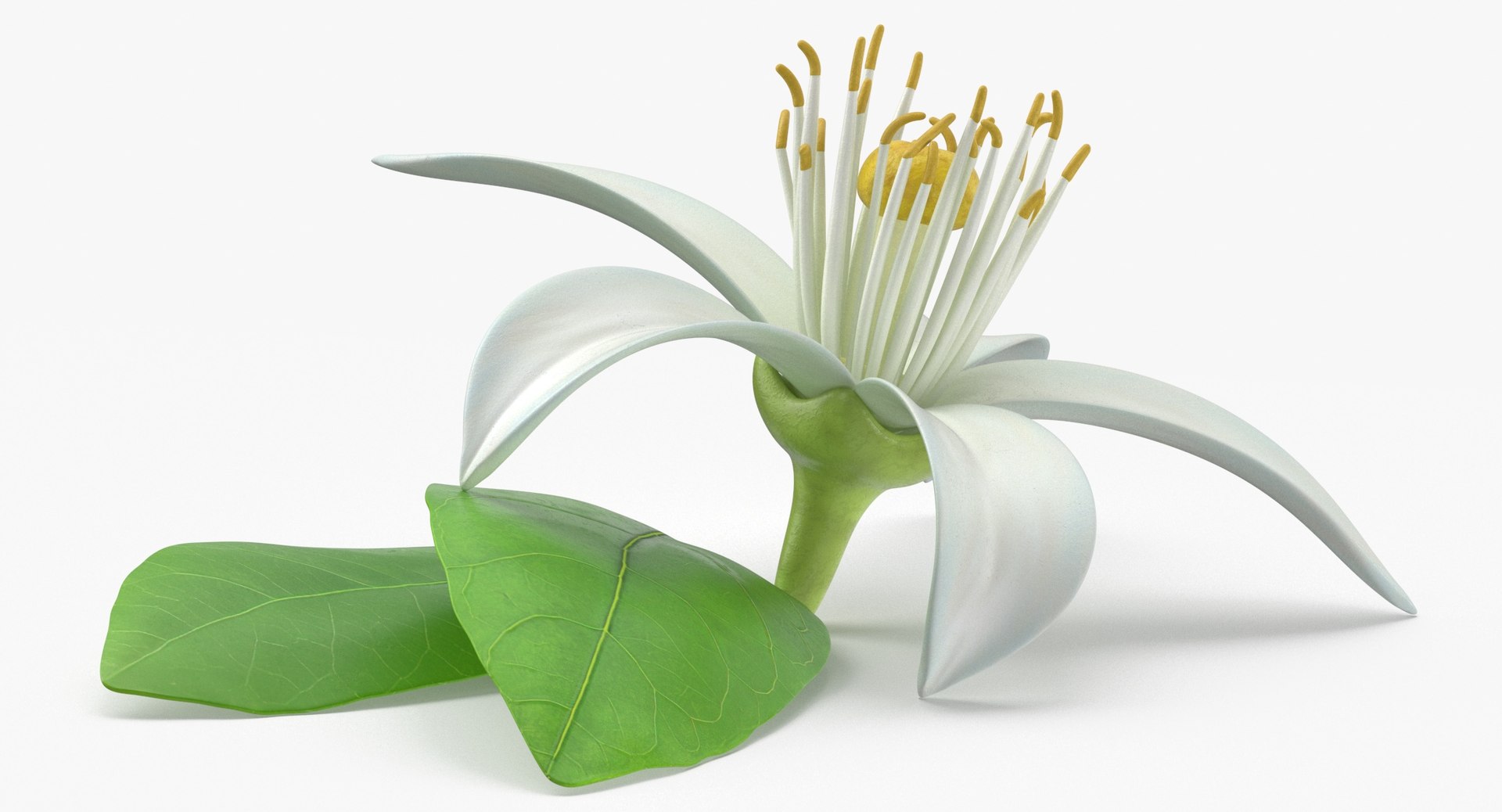 3D Prop 24 Citrus Blossoms Single Flower - TurboSquid 2146837