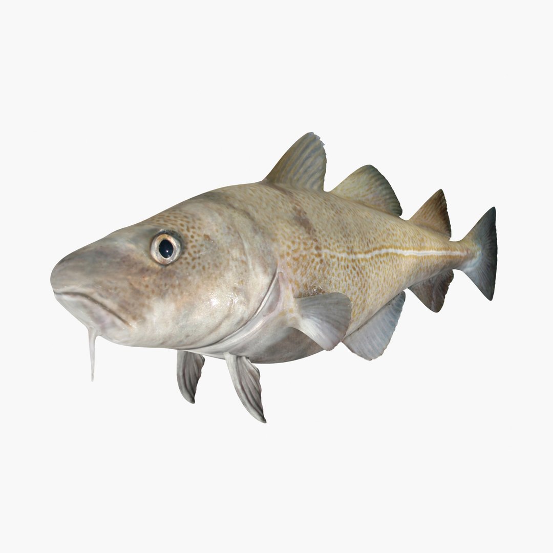 Cod Fish 3d Model