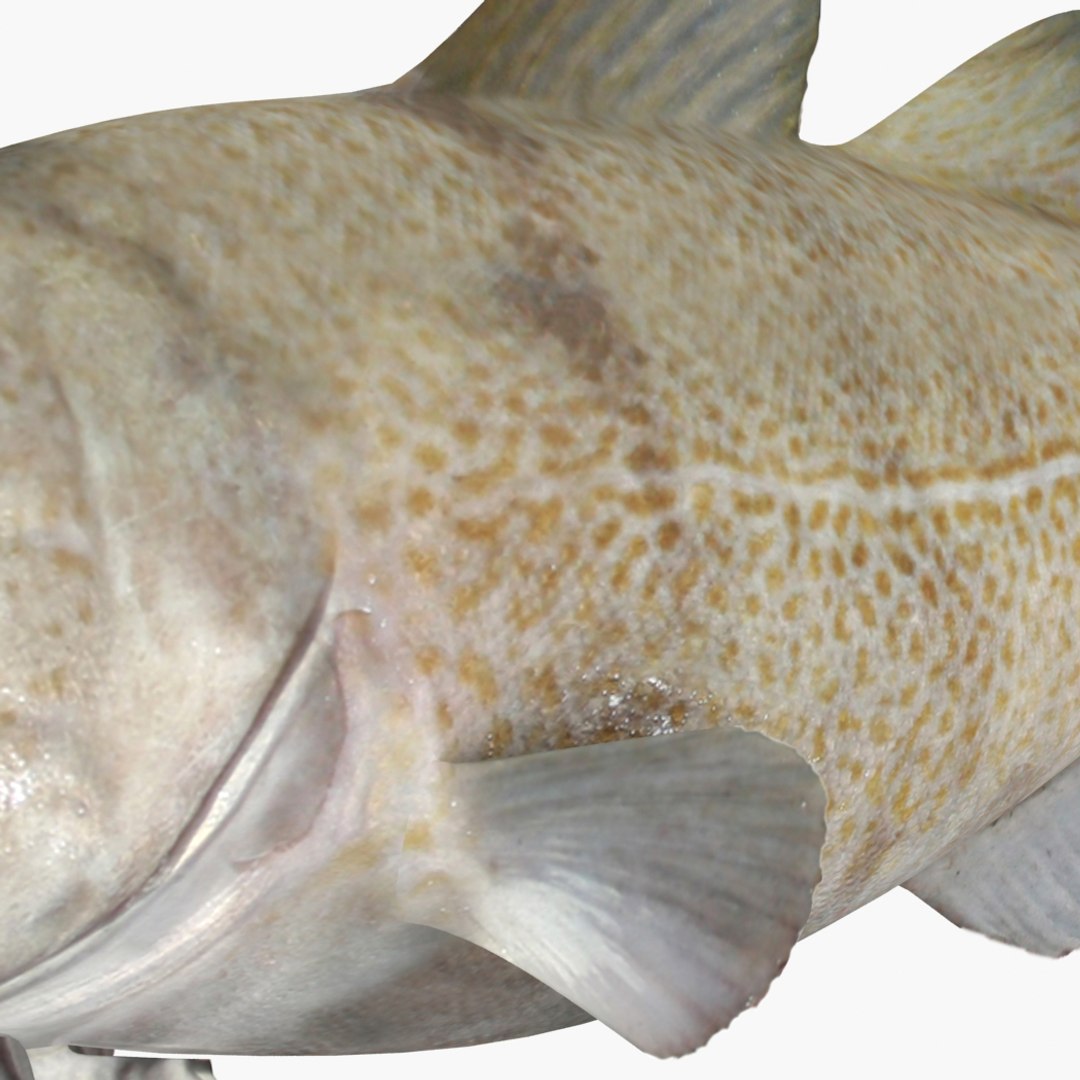 Cod Fish 3d Model