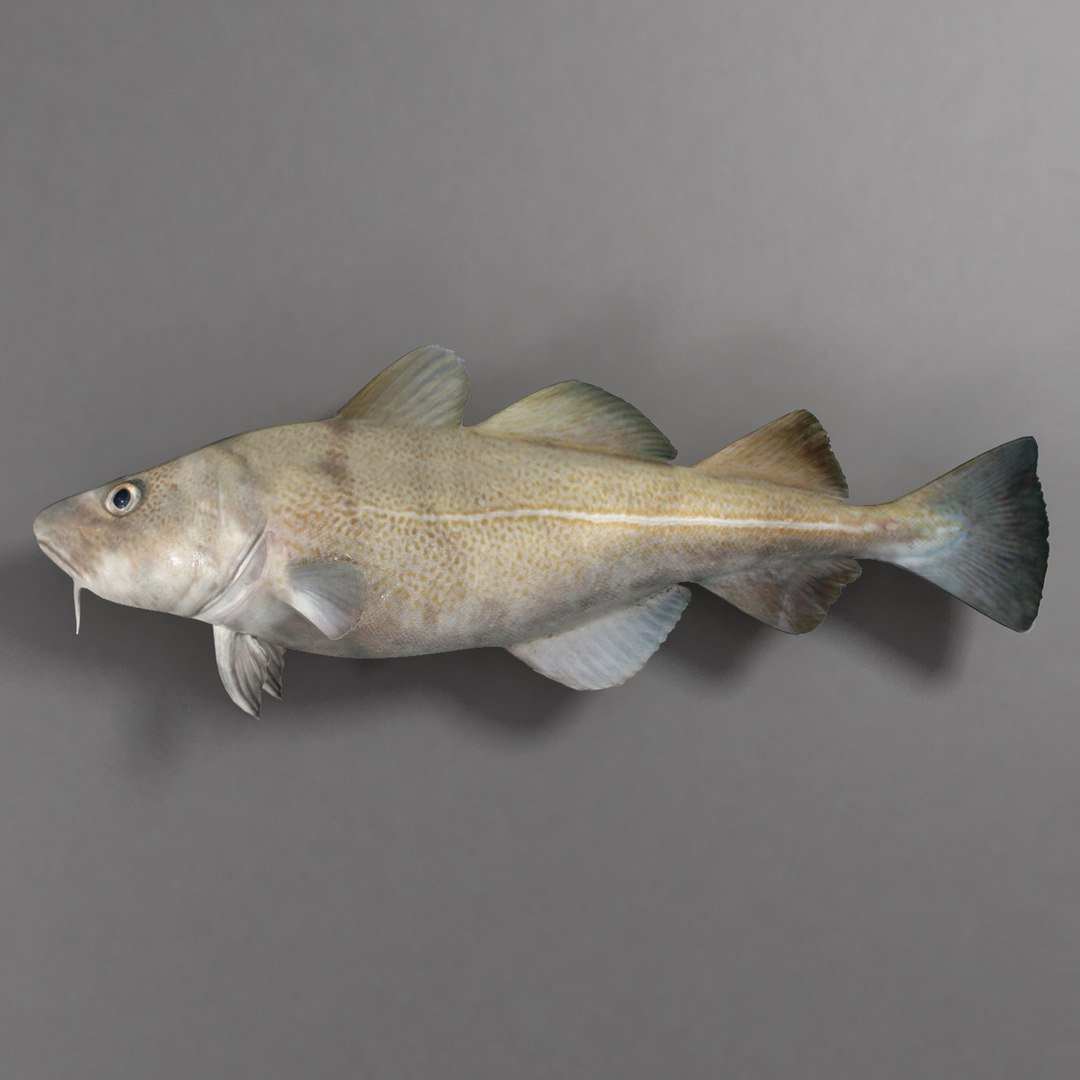 Cod Fish 3d Model