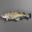 Cod Fish 3d Model